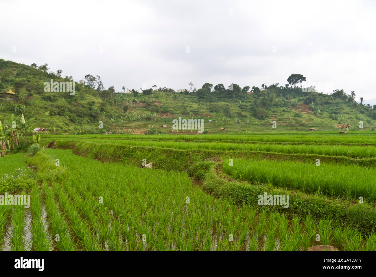 Young paddy plants in rows and terrace of hillside paddy field in ...