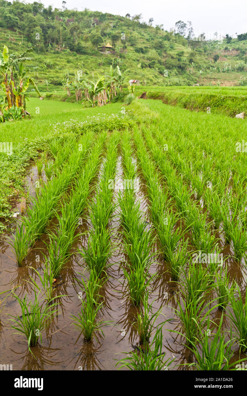 Close up view of young paddy in rows in paddy field of Bandung, Jawa ...