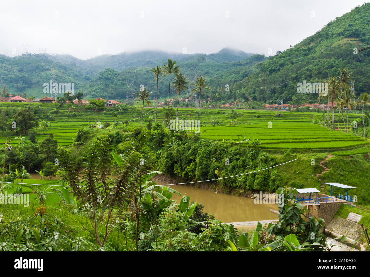 view of paddy field terrace by the mountain side in Bandung, West Jawa ...