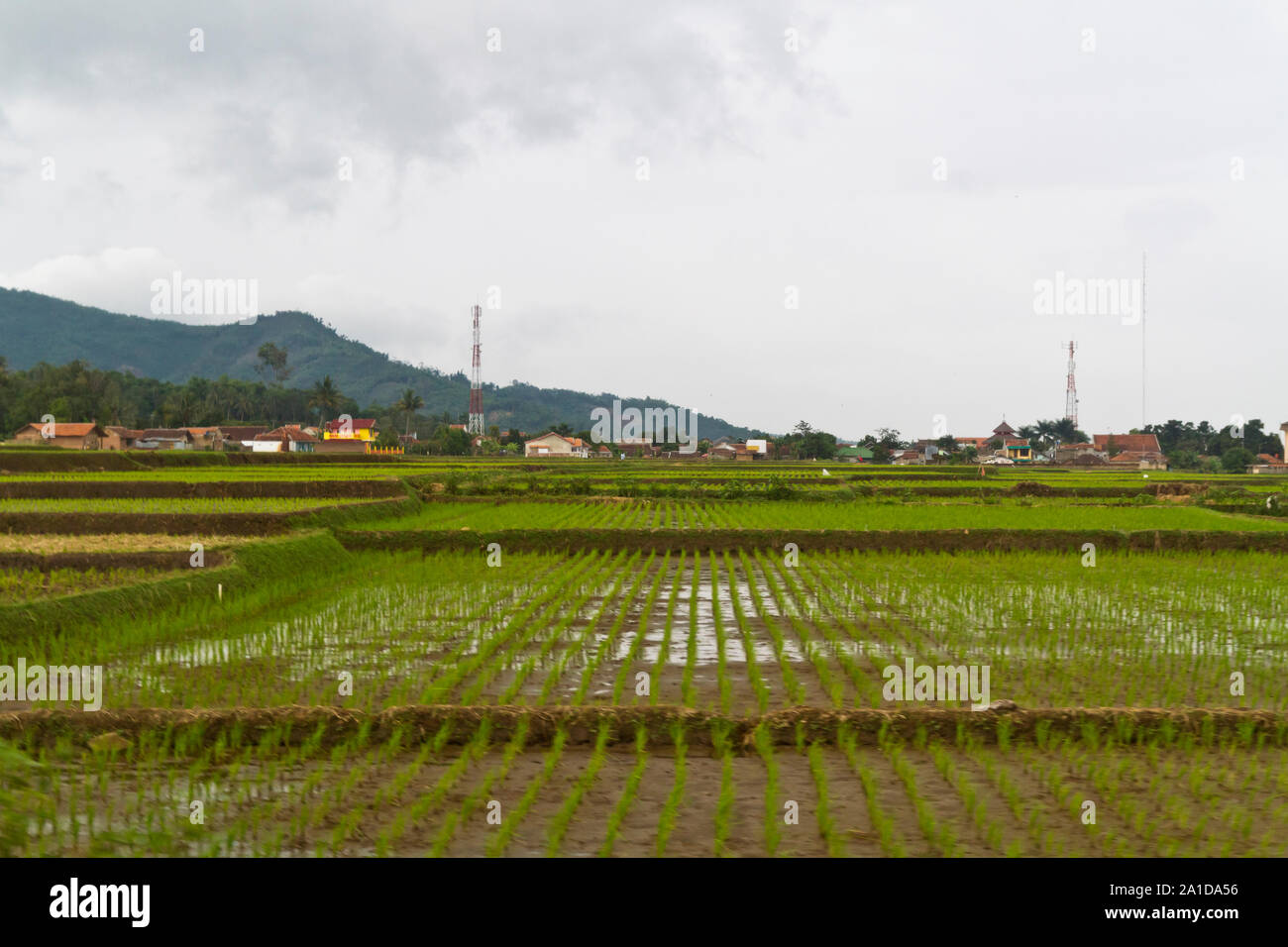 Young paddy in rows in paddy field of Bandung, Jawa Stock Photo - Alamy
