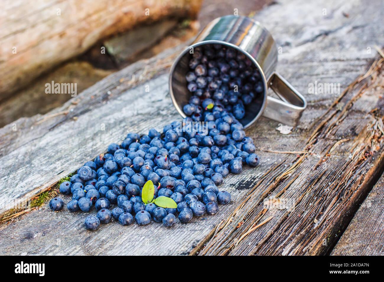 Blueberries spill out metal hi-res stock photography and images - Alamy