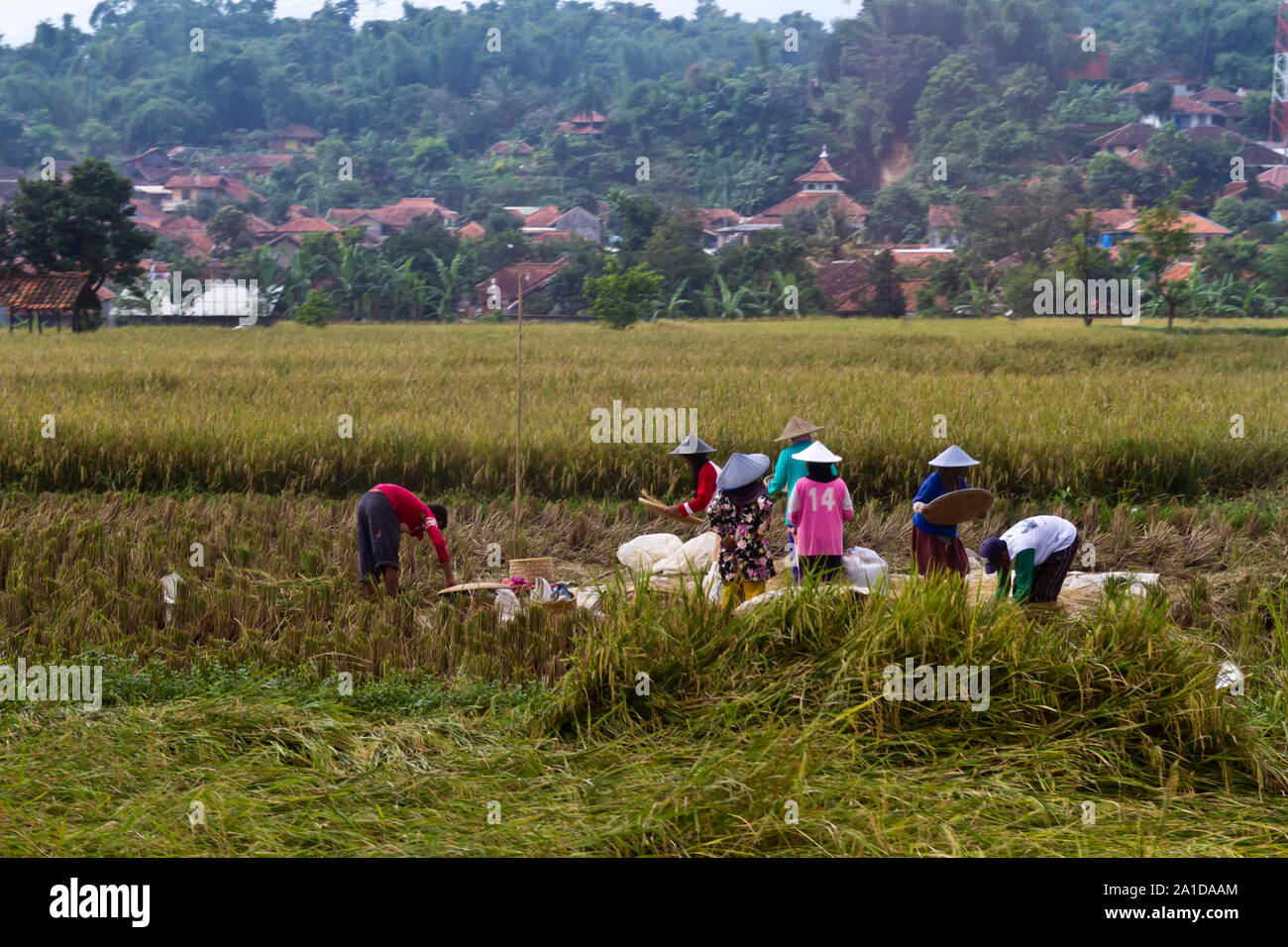 workers work together to harvest paddy in Bandung, West Jawa Stock ...