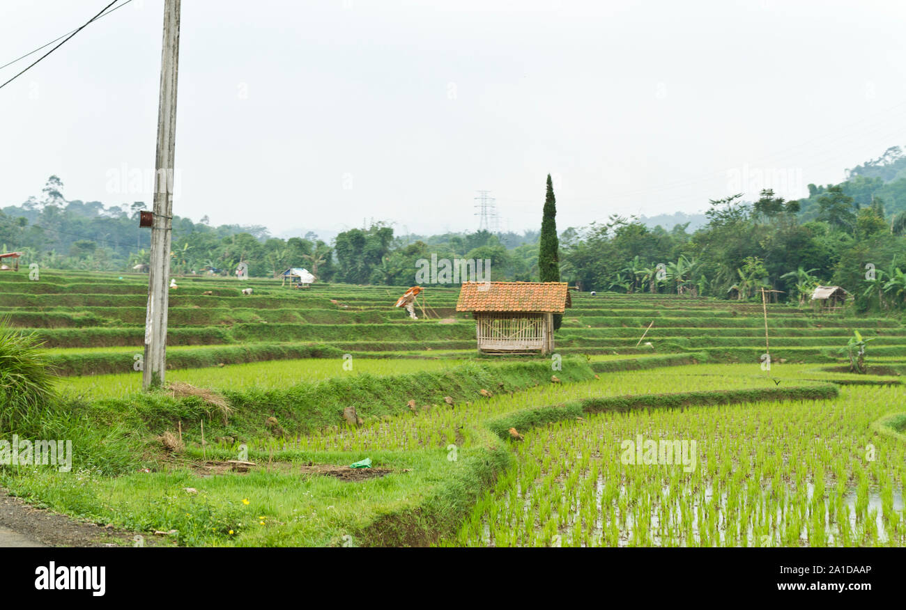 view of paddy field by the hillside with wooden hut on it Stock Photo ...