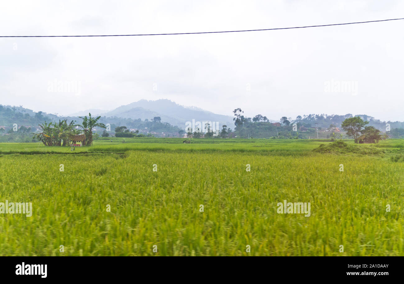 view of a paddy field taken from moving vehicle in Bandung, West Jawa ...