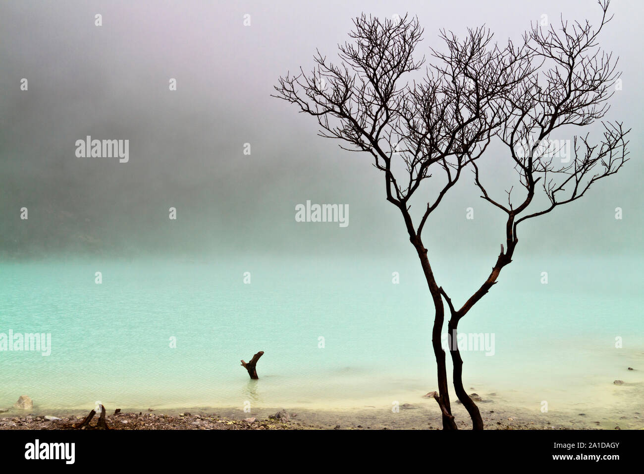 dead trees at the edge of volcanic crater lake of Kawah Putih, Bandung ...