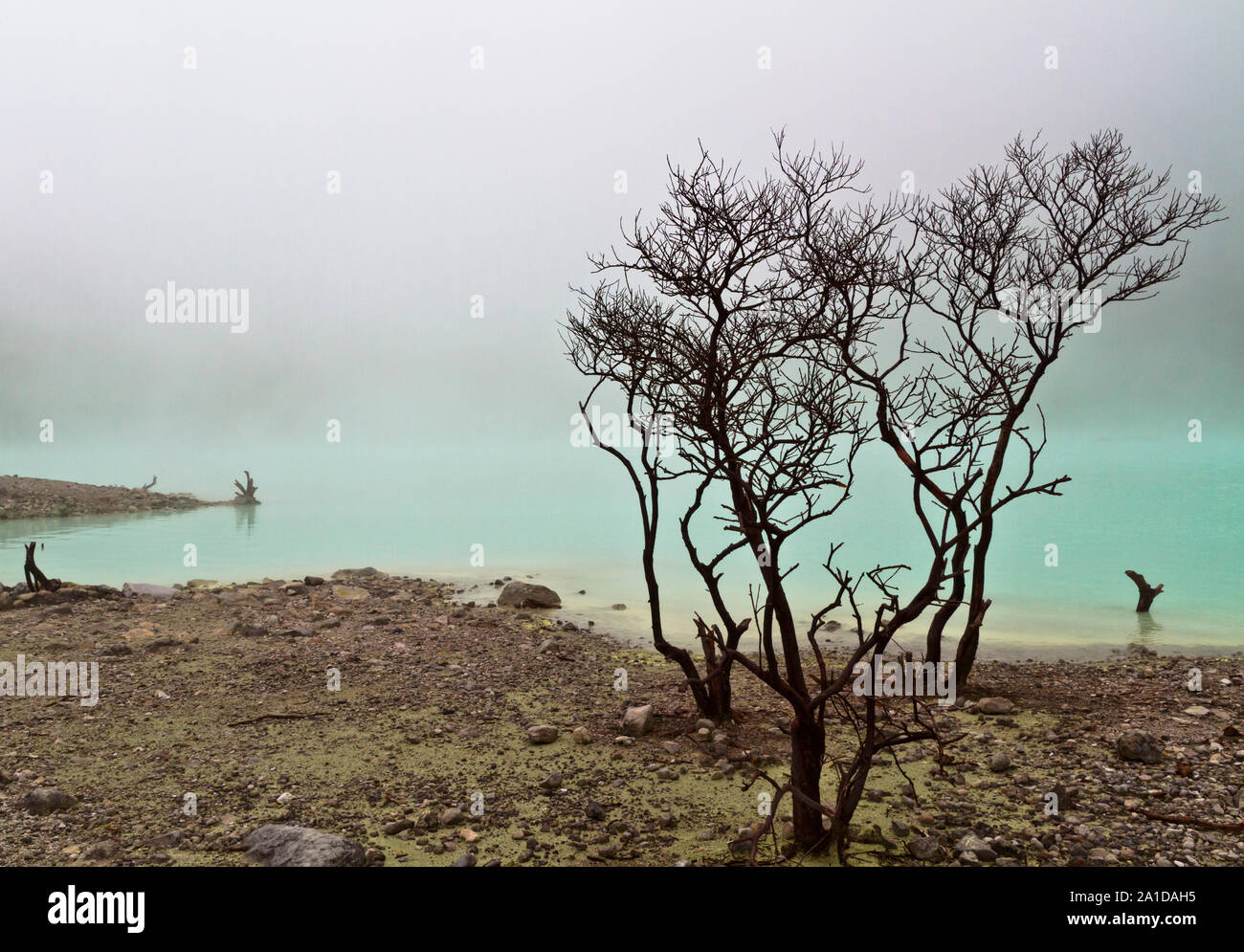 dead trees at the edge of volcanic crater lake of Kawah Putih, Bandung ...