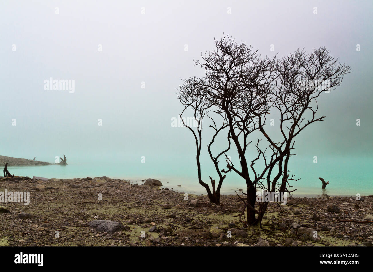 dead trees a tthe edge of volcanic crater lake of Kawah Putih, Bandung ...