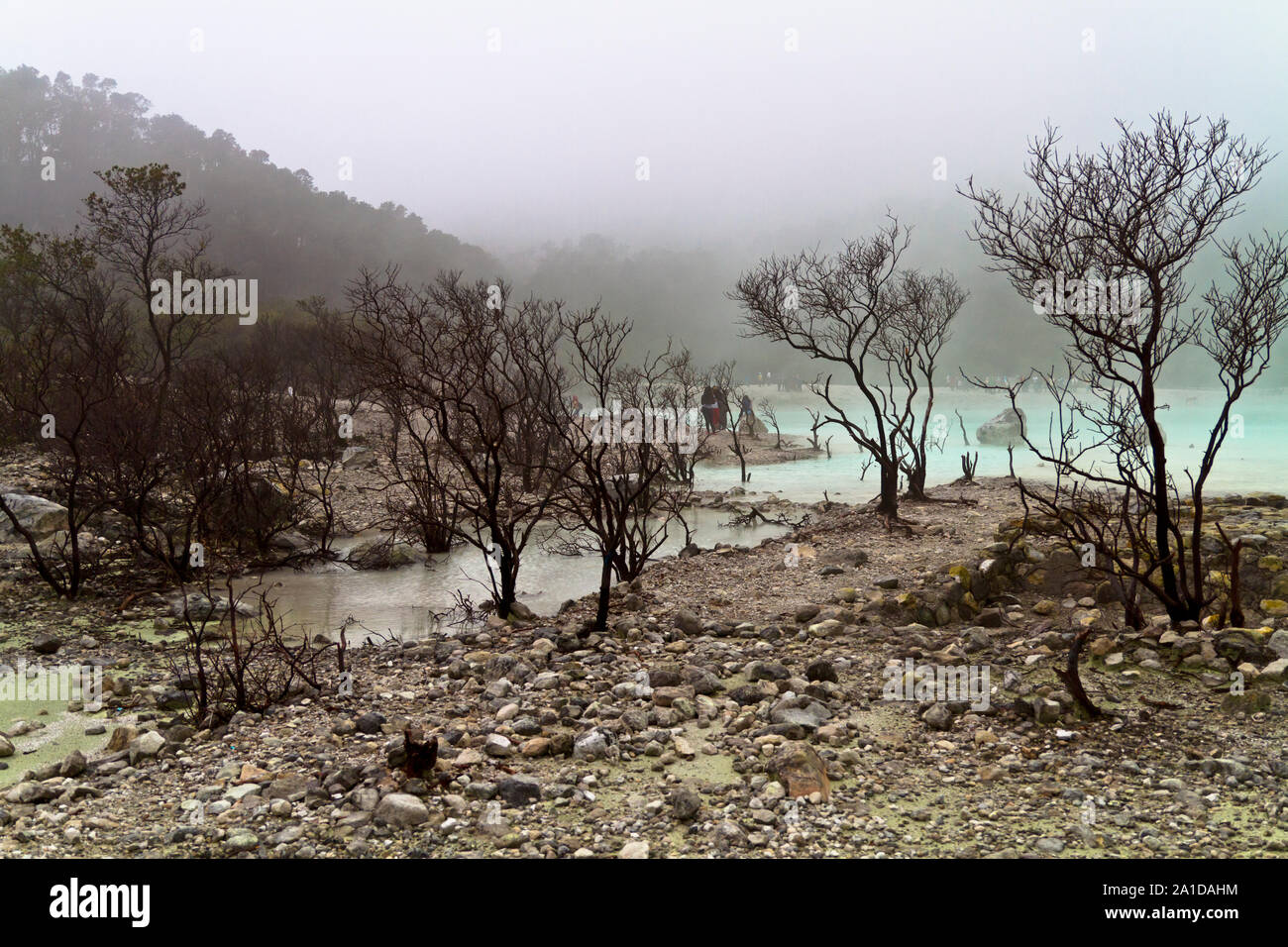 rows of dead trees atthe edge of volcanic crater lake of Kawah Putih ...