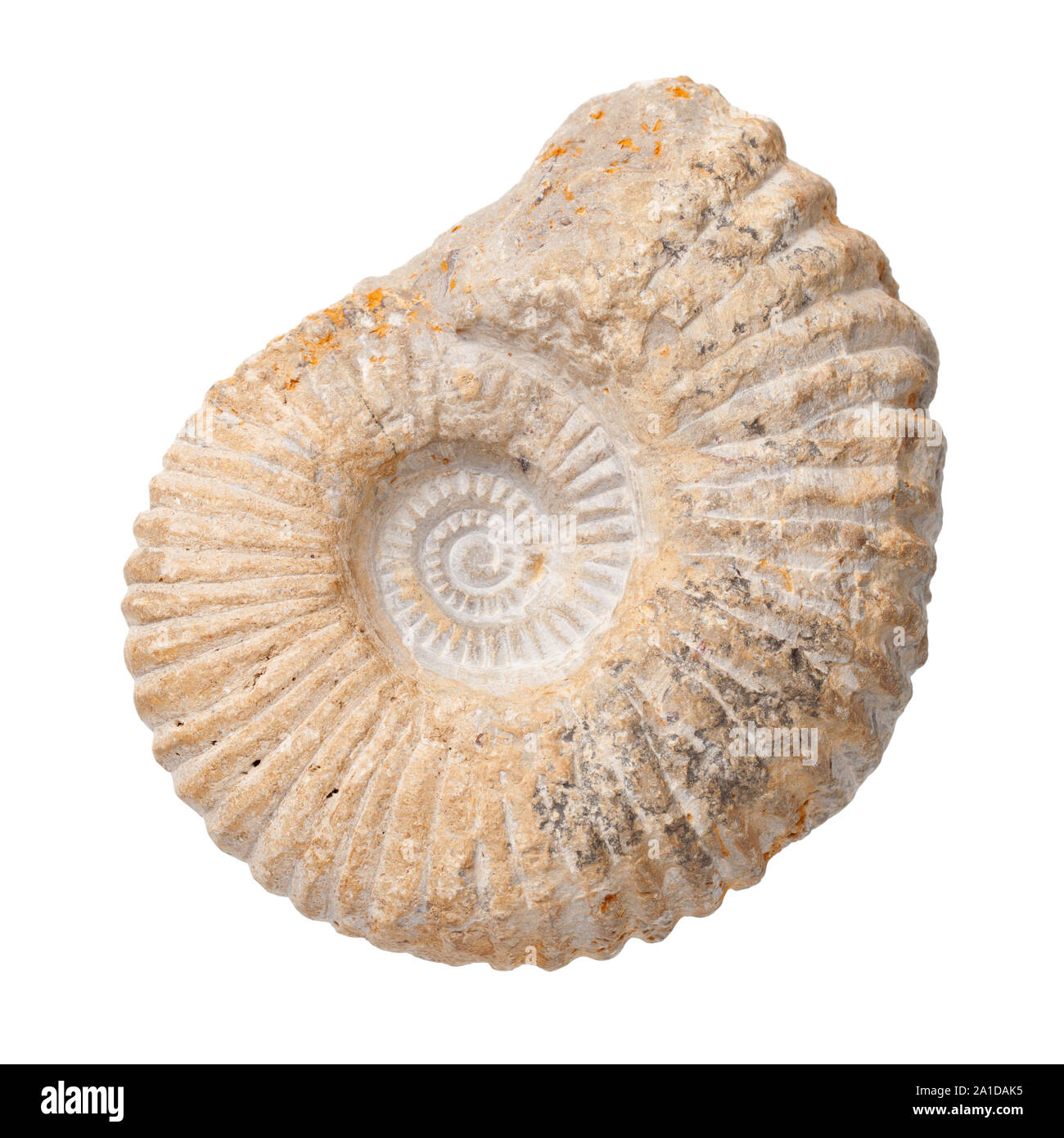 Ammonite isolated on white background. Top view, flat lay Stock Photo ...