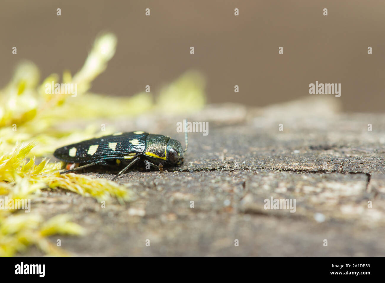 Wood boring jewel beetle Stock Photo - Alamy