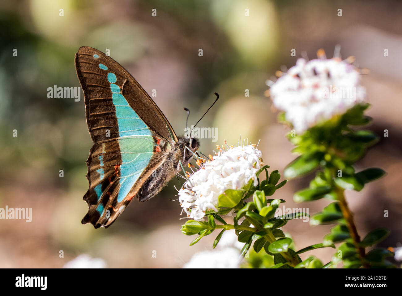 Blue Triangle Butterfly Stock Photo - Alamy