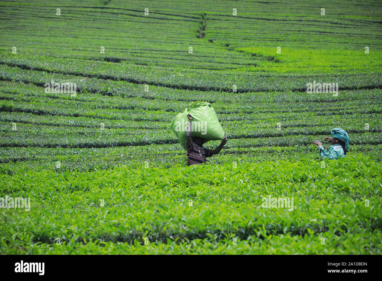Indian tea workers hi-res stock photography and images - Alamy
