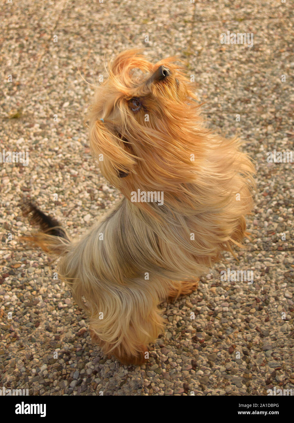A beautiful Yorkie, standing in two feet Stock Photo - Alamy