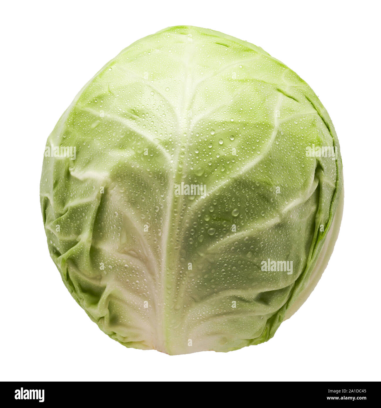 White Cabbage. Head of young cabbage on white. Isolated object Stock ...