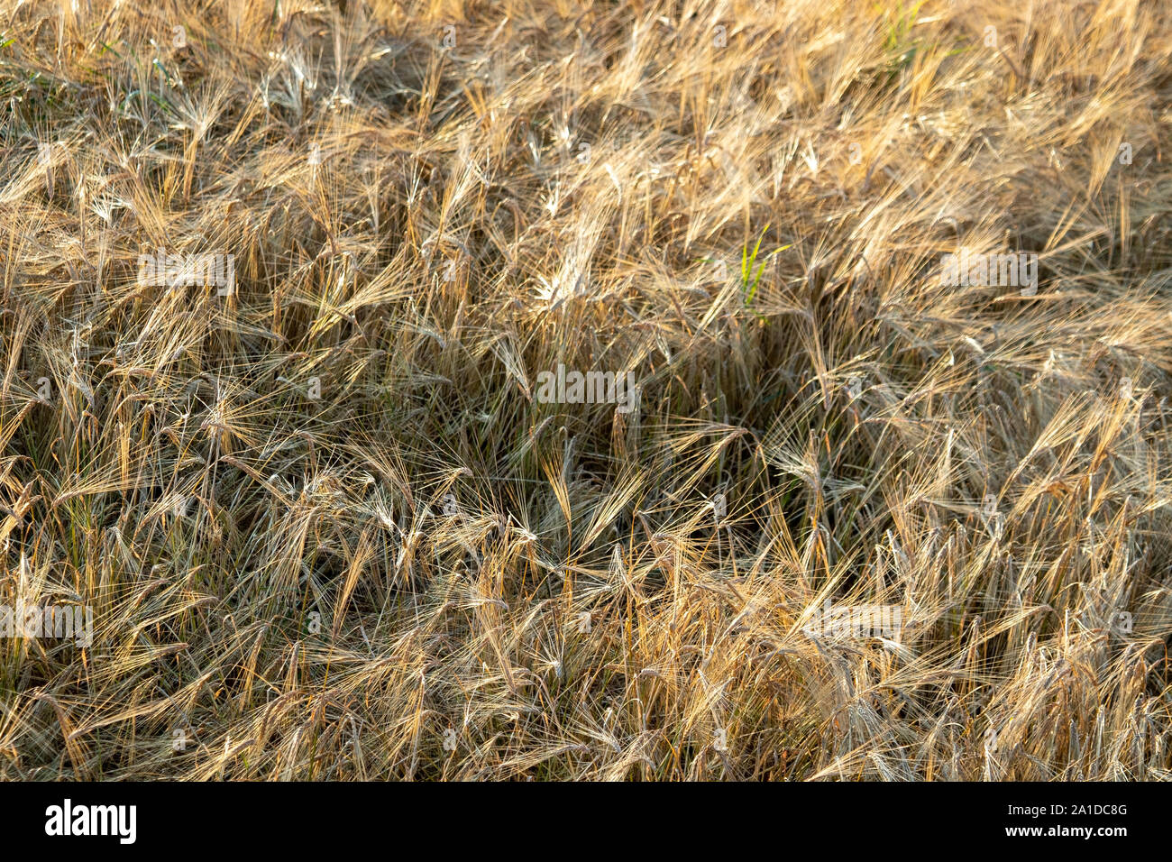 Ripe barley field before harvesting Stock Photo - Alamy