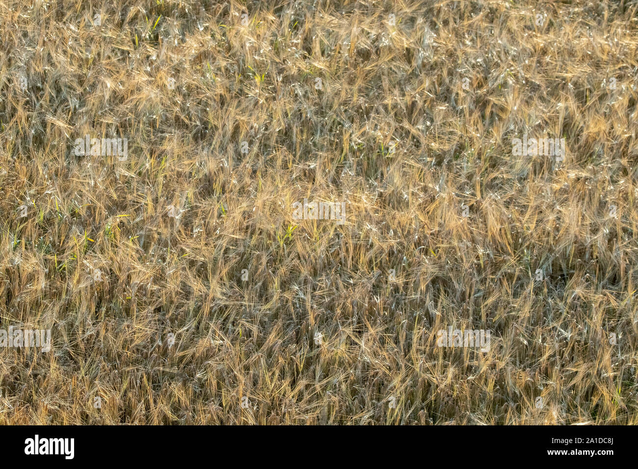 Ripe barley field before harvesting Stock Photo - Alamy