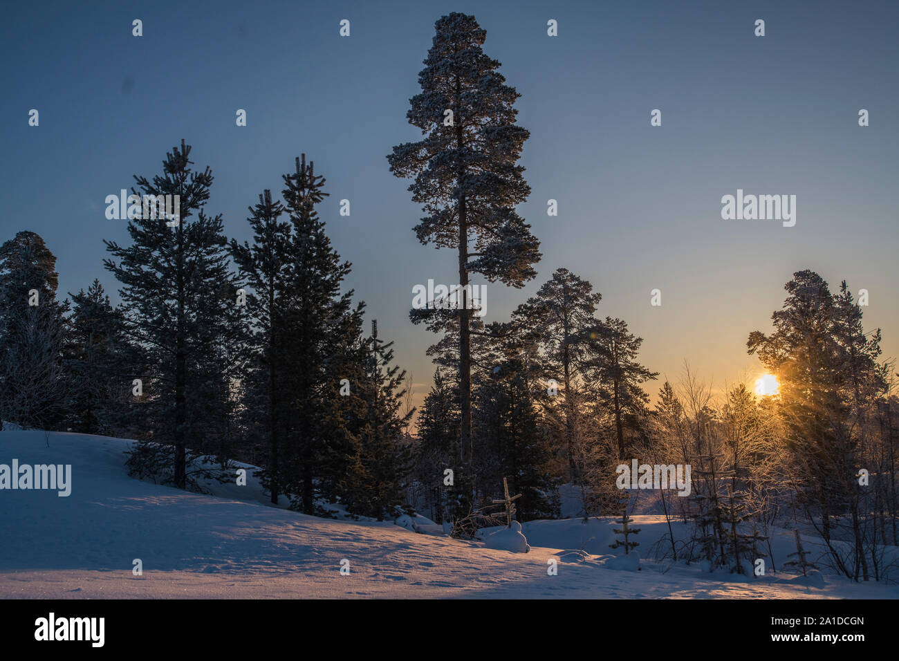 Sun setting through pine trees hi-res stock photography and images - Alamy