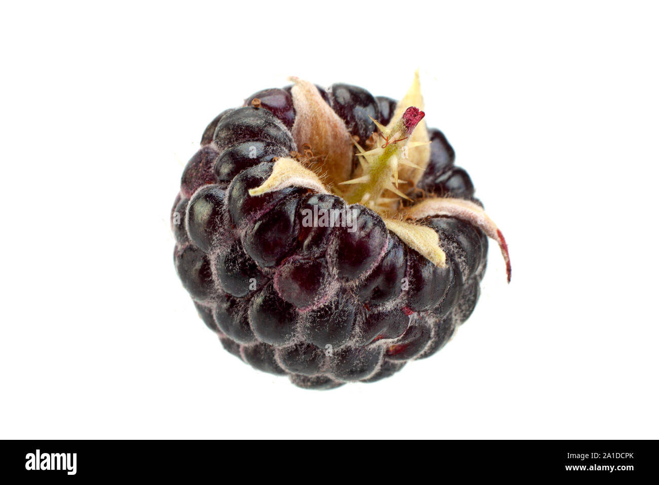 Cumberland black raspberry berry hi-res stock photography and images ...