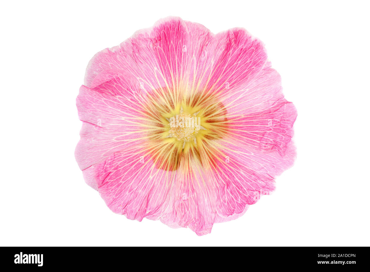 Mallow flower closeup isolated on white background Stock Photo - Alamy