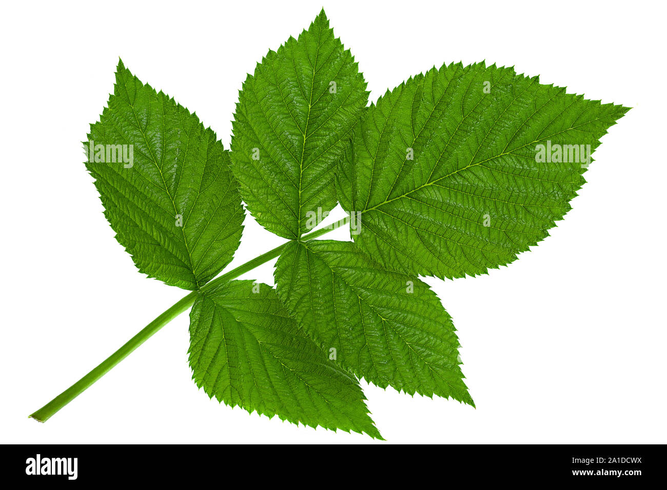 Raspberry leaf closeup isolated on white background Stock Photo - Alamy