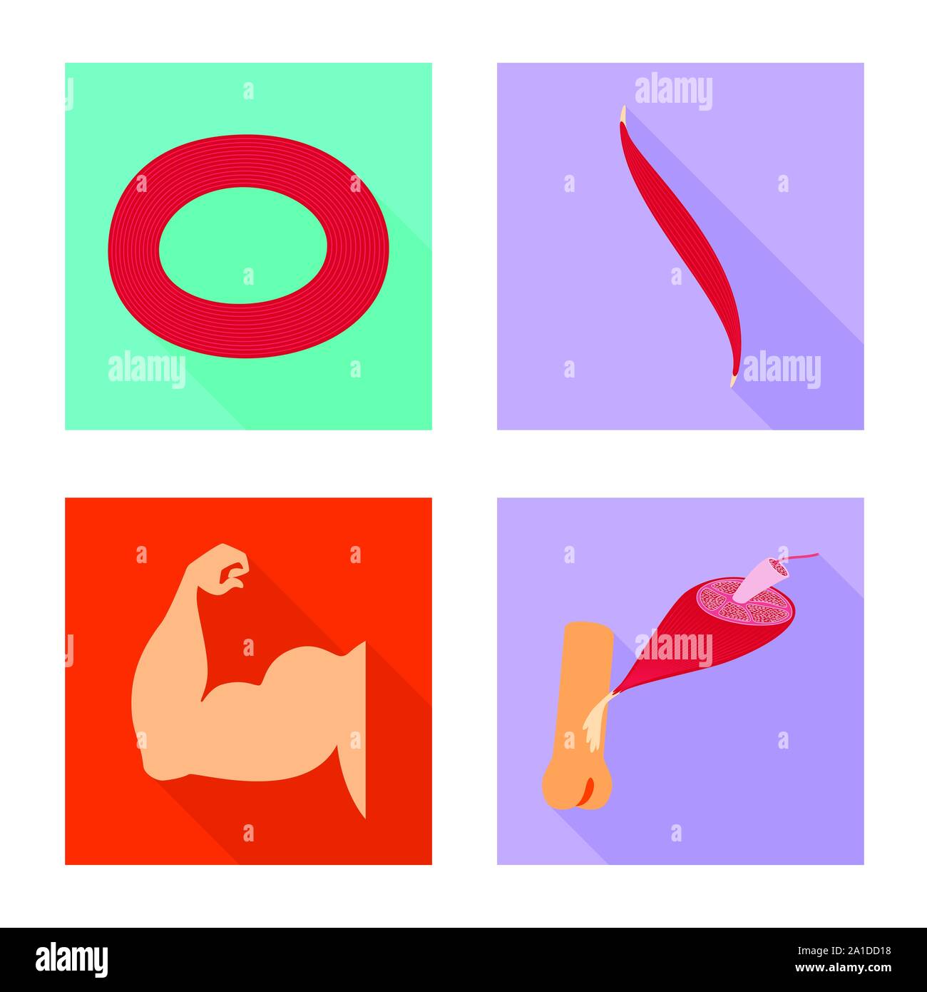 Vector illustration of muscle and cells logo. Set of muscle and anatomy ...