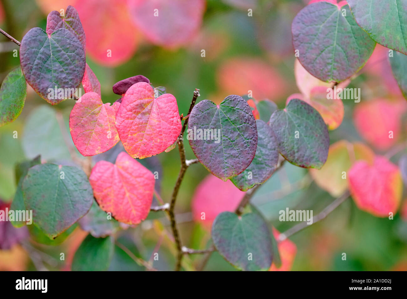 Disanthus cercidifolius hi-res stock photography and images - Alamy