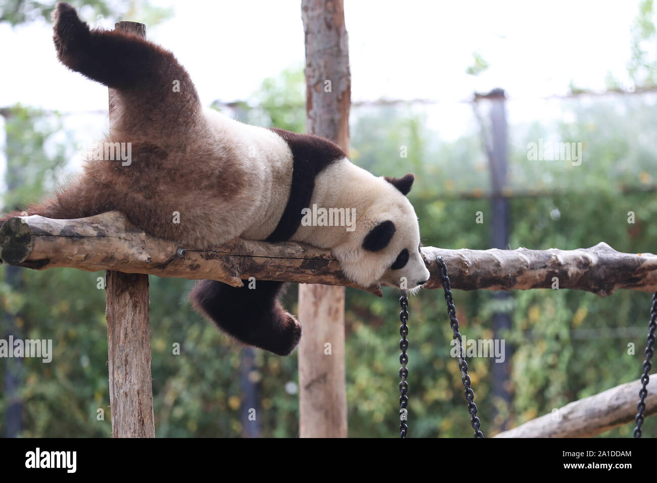 Brugelette, Sept. 25. 8th Aug, 2019. Giant panda Tian Bao plays at ...