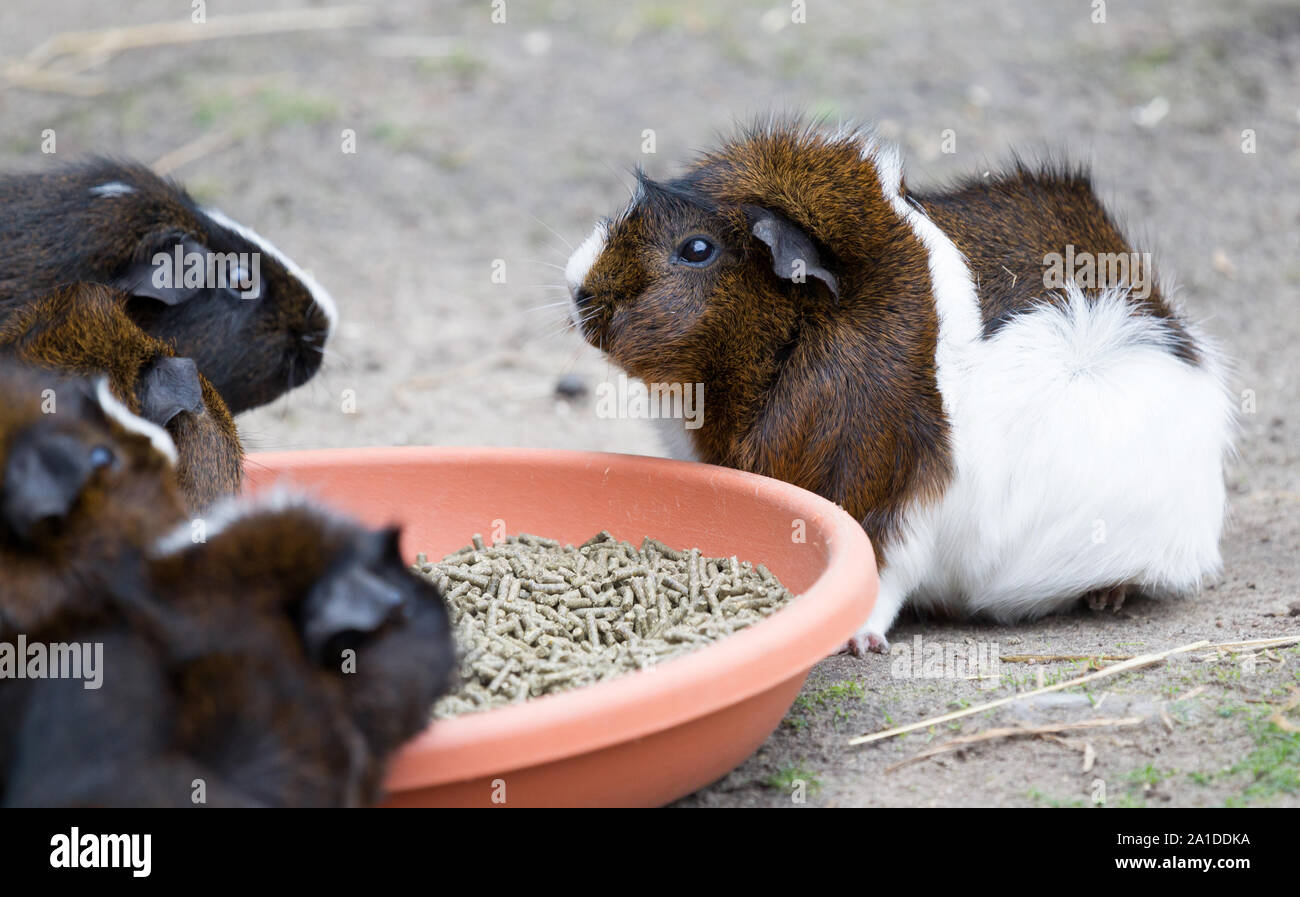 Caviinae genus hi-res stock photography and images - Alamy