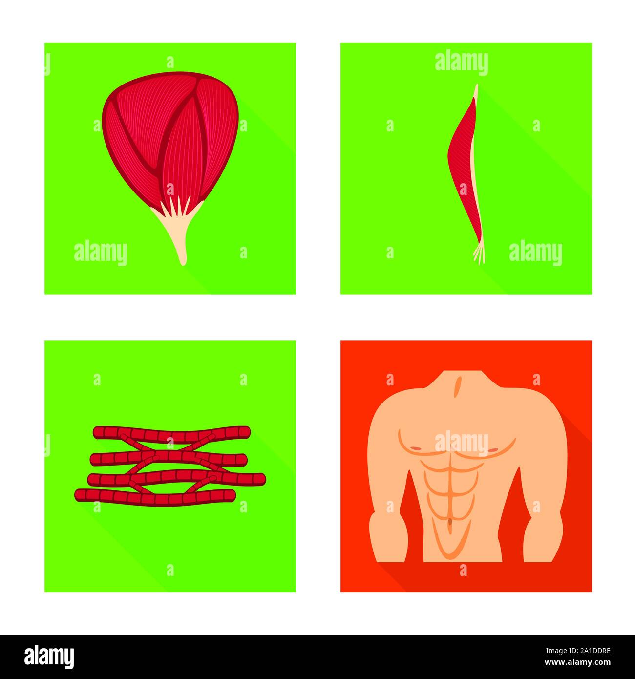 Vector illustration of muscle and cells icon. Set of muscle and anatomy ...