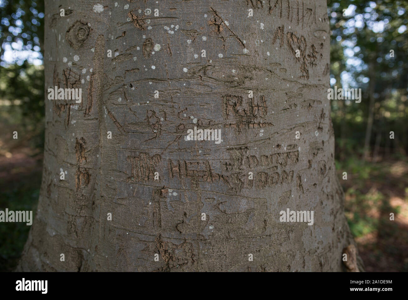 Letters carved into tree hi-res stock photography and images - Alamy