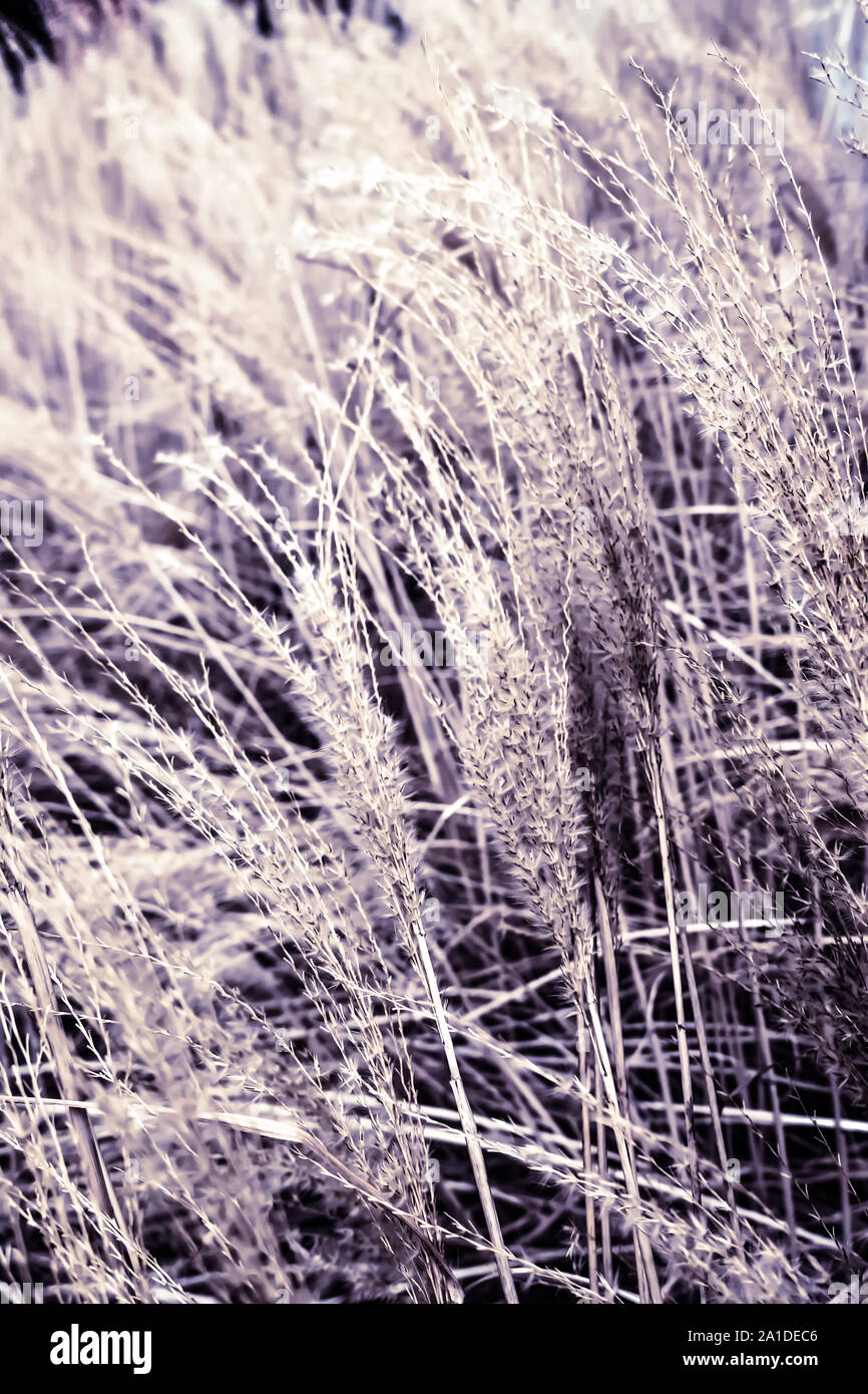 Rural landscape, pastel backdrop and environmental design concept ...