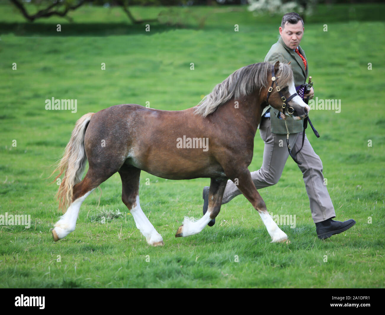 Trotted hi-res stock photography and images - Alamy