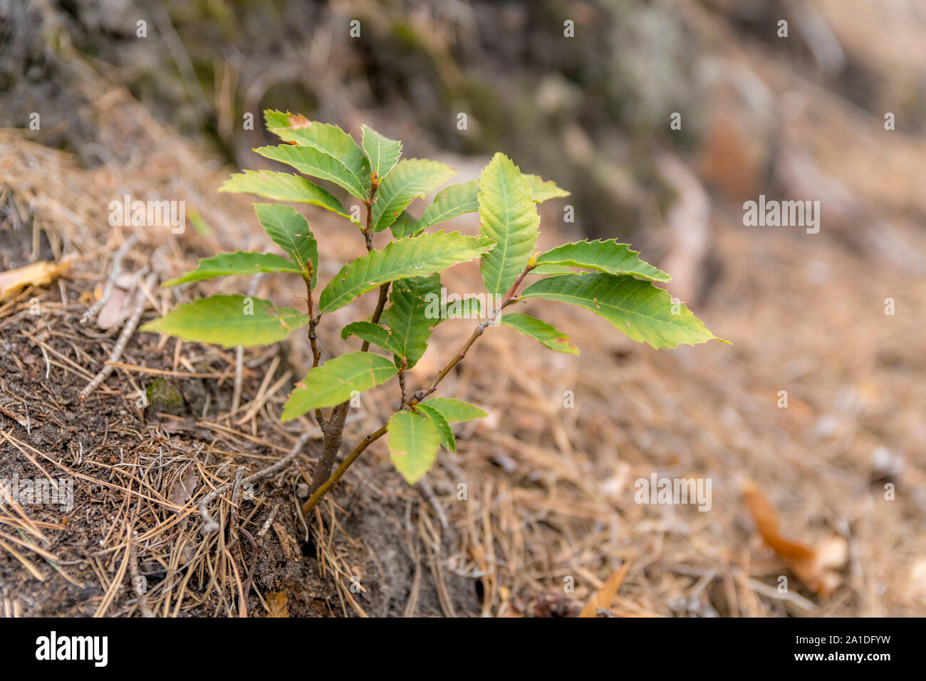 Young sweet chestnut tree grows between pine needles Stock Photo - Alamy