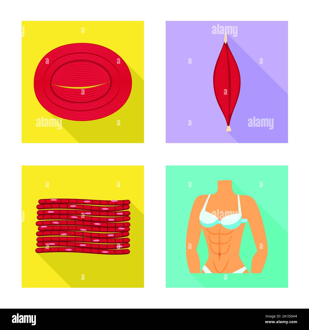 Vector design of muscle and cells symbol. Set of muscle and anatomy ...