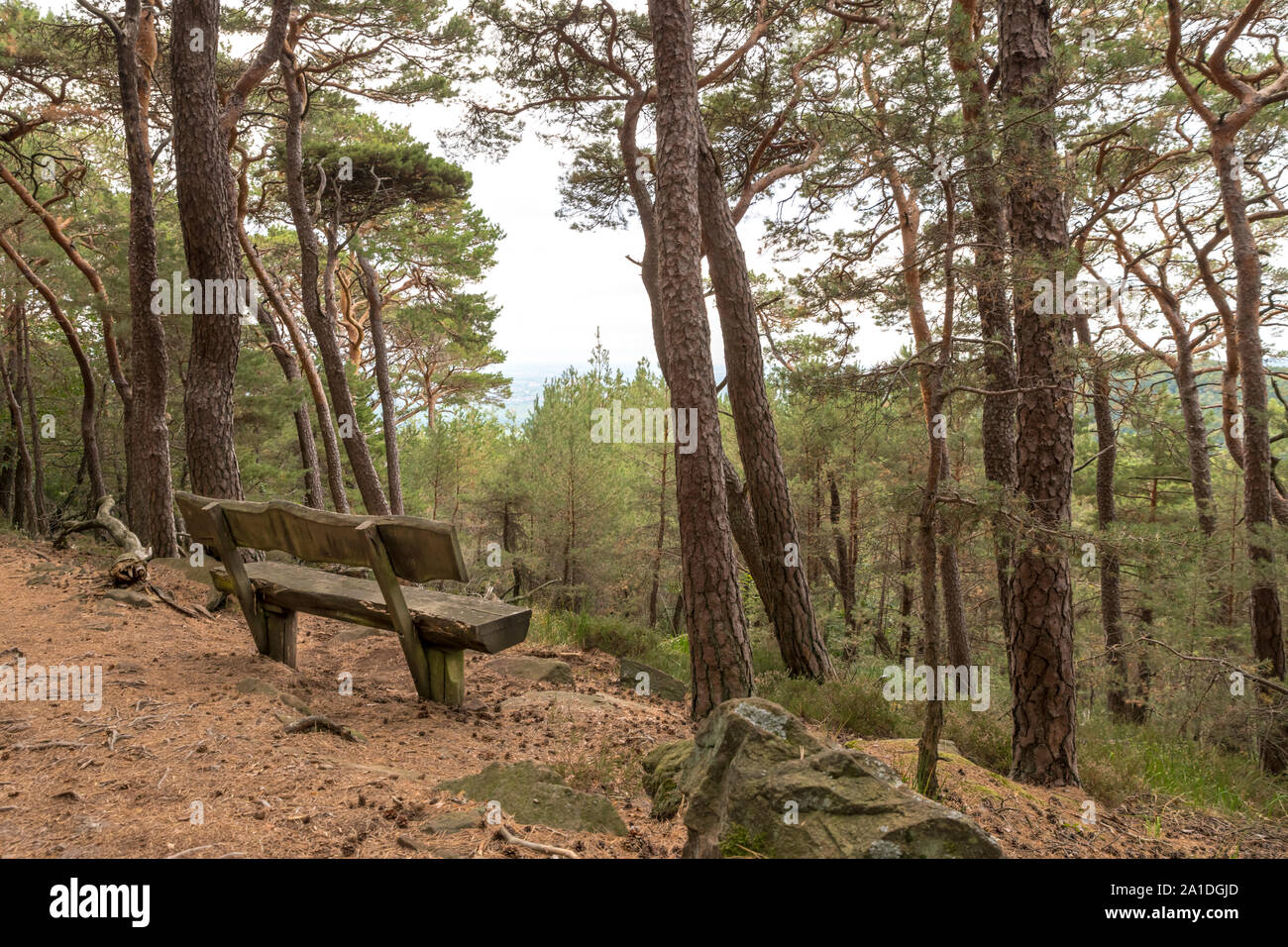 Old wooden bench stands under coniferous trees on a hill overlooking a ...