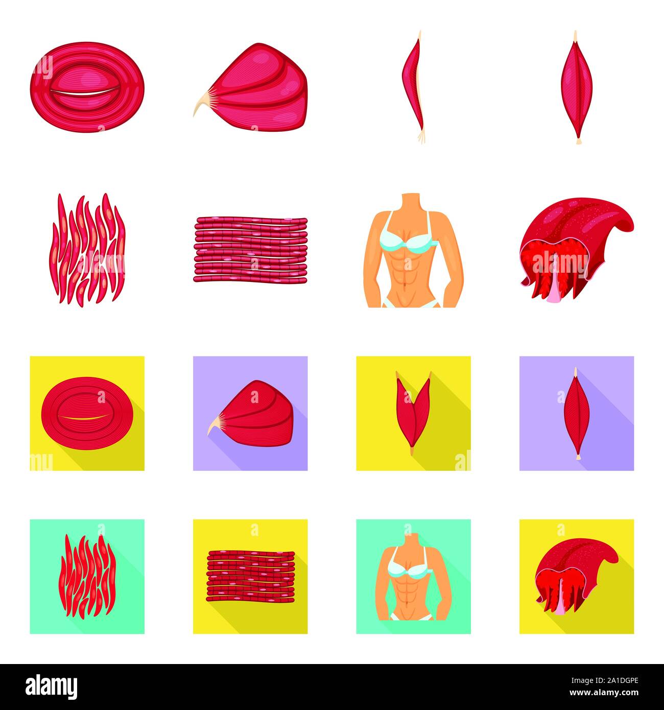 Vector illustration of fiber and muscular icon. Collection of fiber and ...