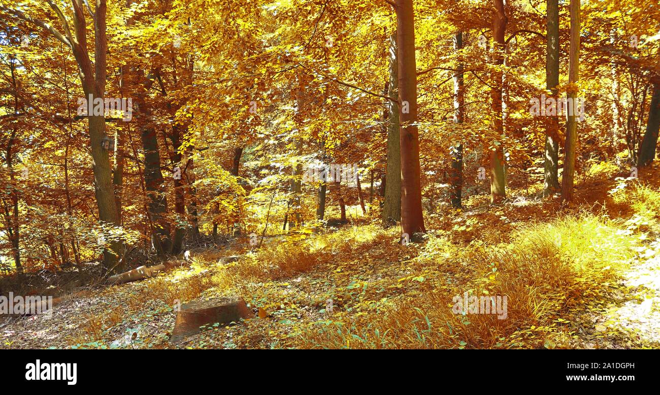Panorama of a gorgeous landscape in a scenic autumn forest during ...