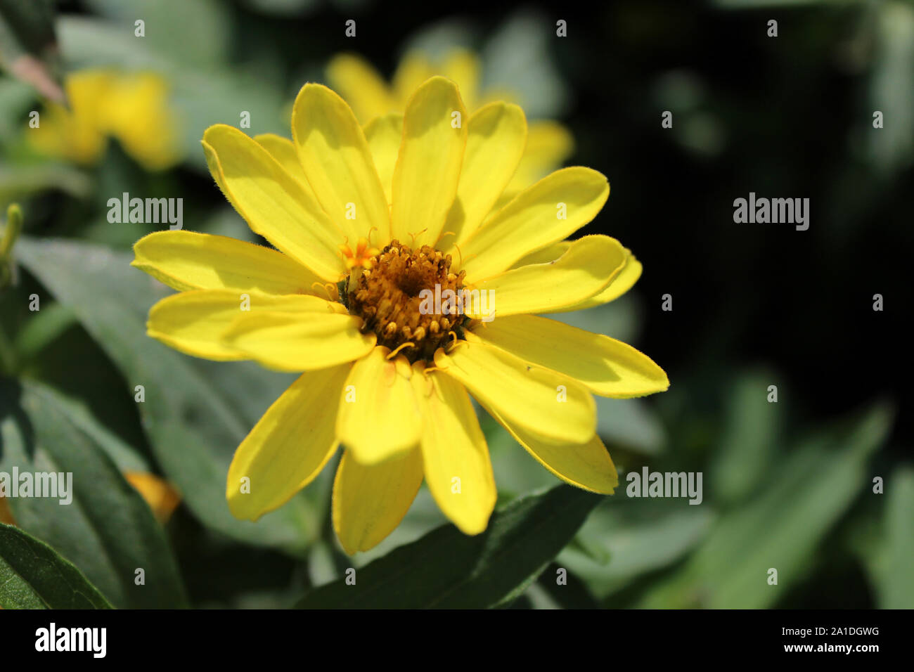 Closeup yellow rudbeckia flower Stock Photo - Alamy
