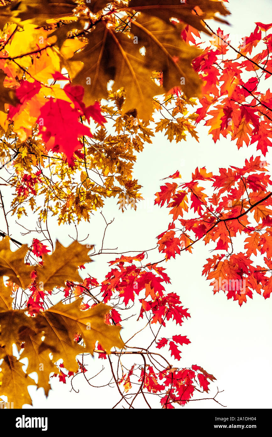 Seasonal travel, retro backdrop and rural environment concept ...