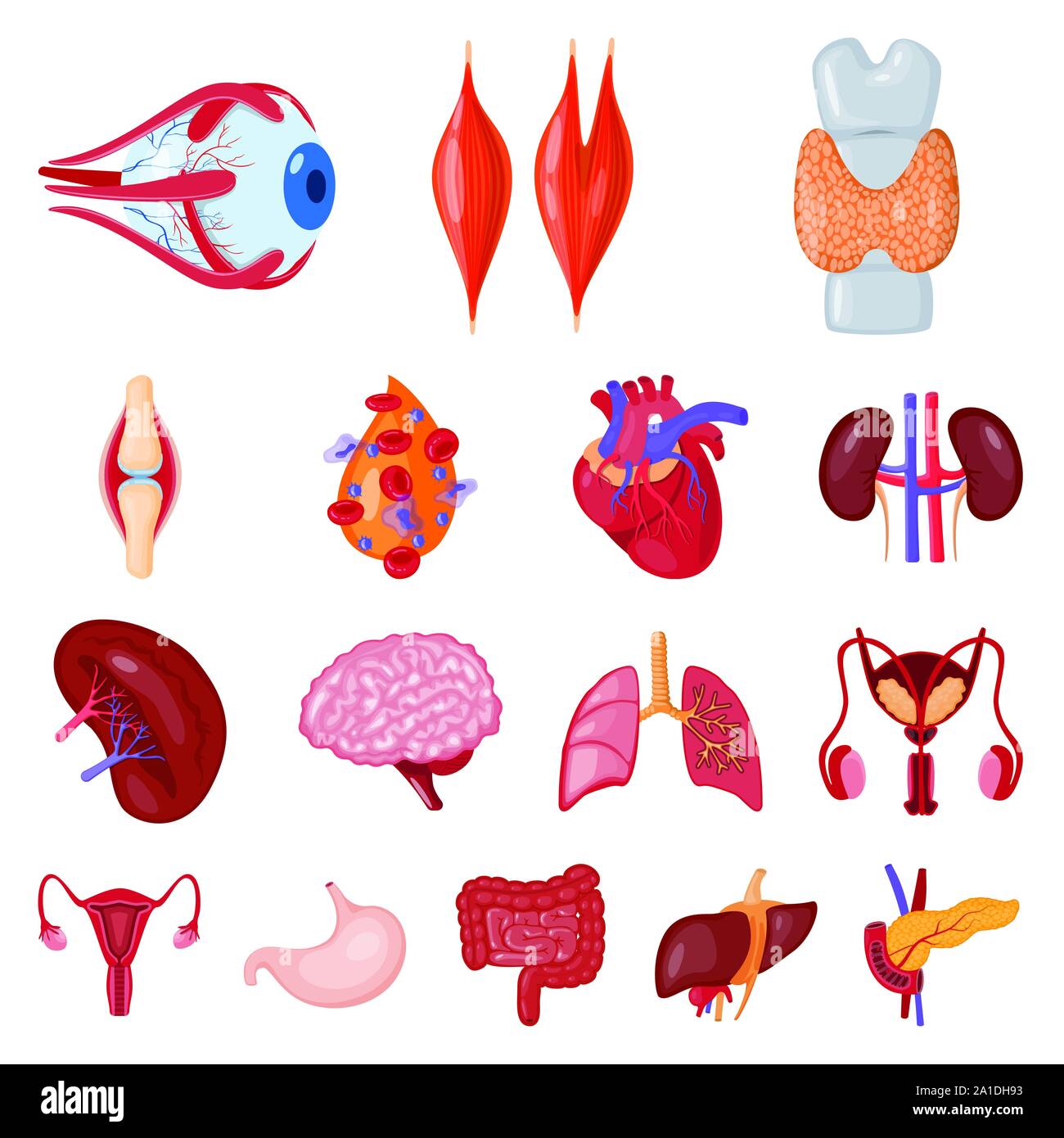 Vector illustration of anatomy and organ icon. Collection of anatomy ...