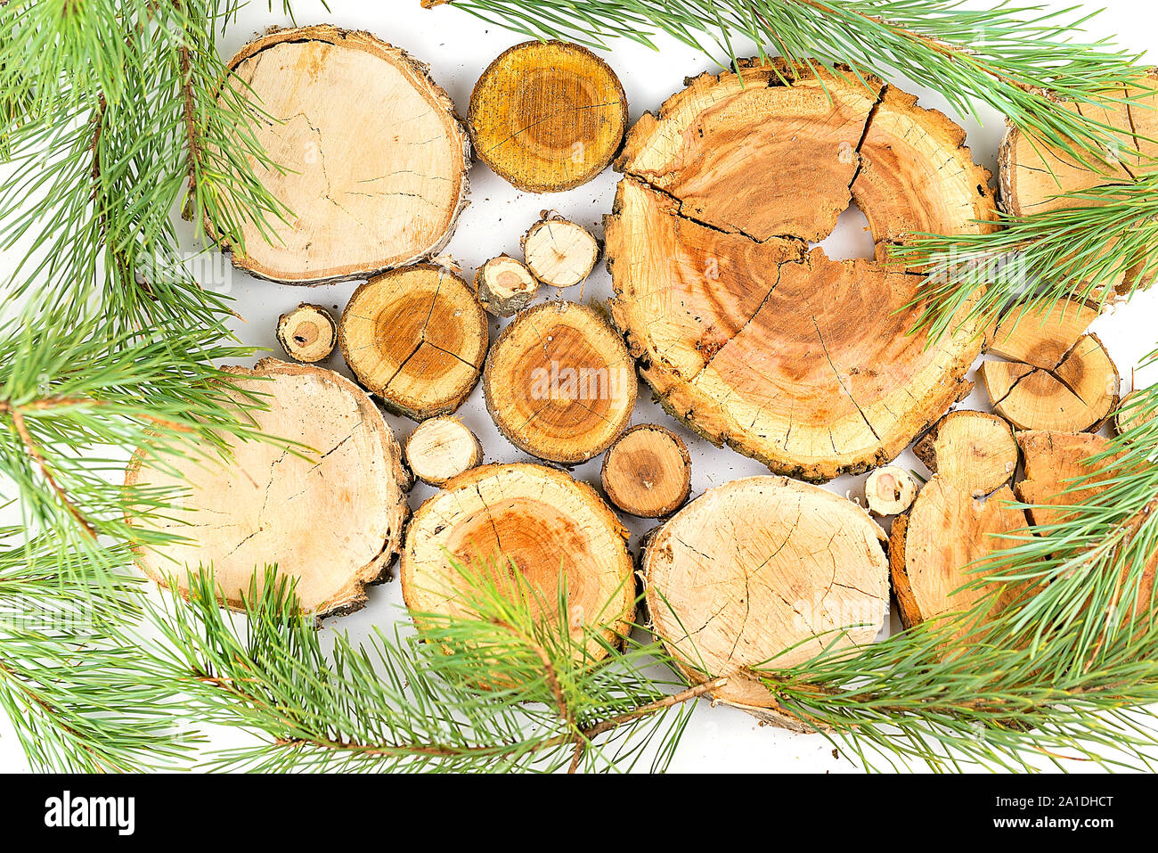wooden logs of different trees with pine branches on a white background ...