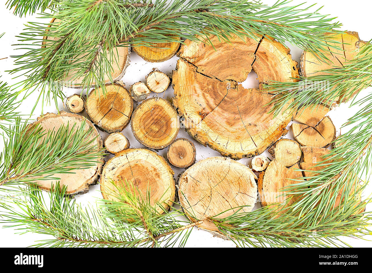 wooden logs of different trees with pine branches on a white background ...