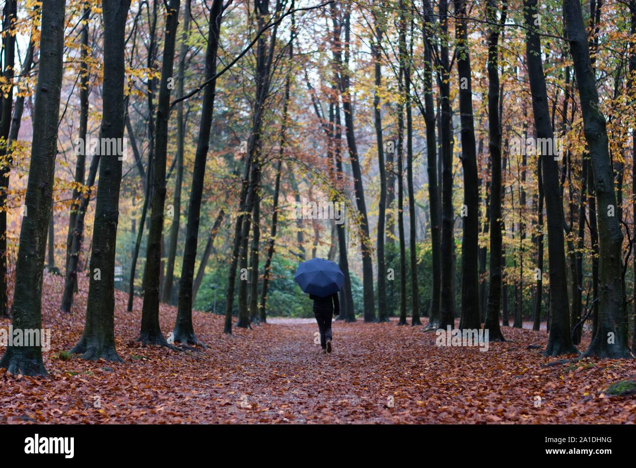 Umbrella, rain, wet, outdoor, cold Stock Photo - Alamy