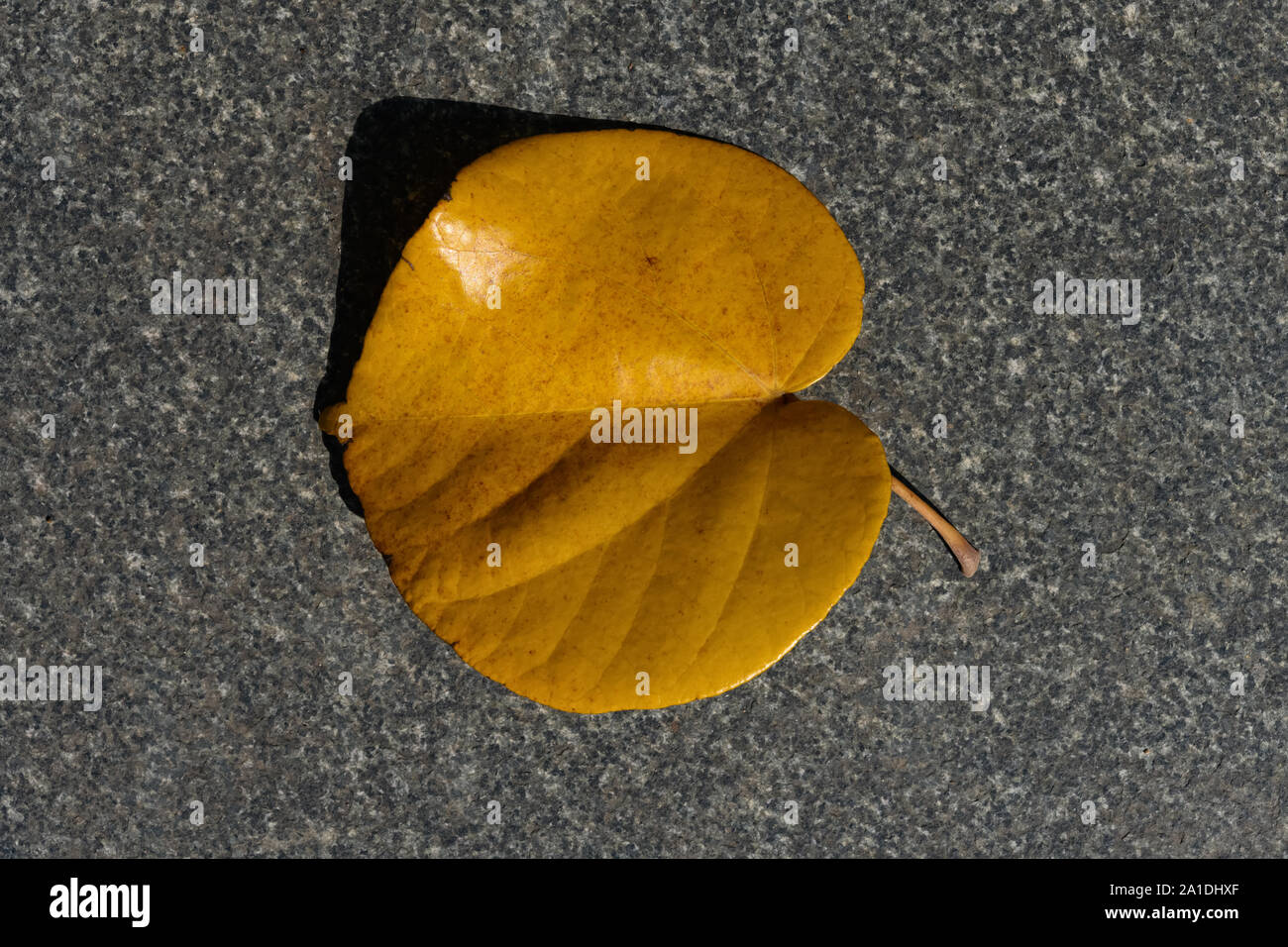 fallen leaf on the floor in outdoor Stock Photo - Alamy