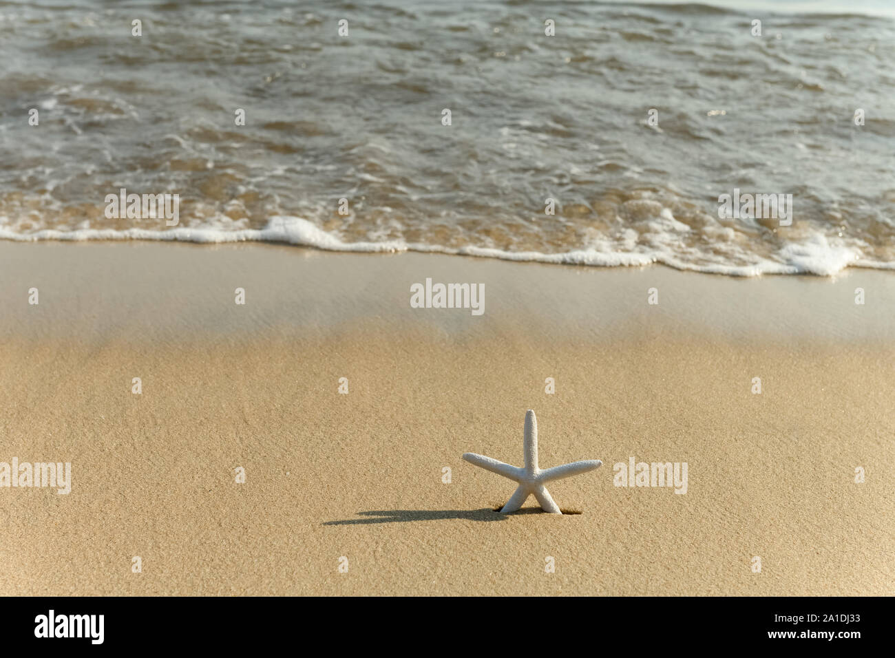 Starfish in front beach hi-res stock photography and images - Alamy
