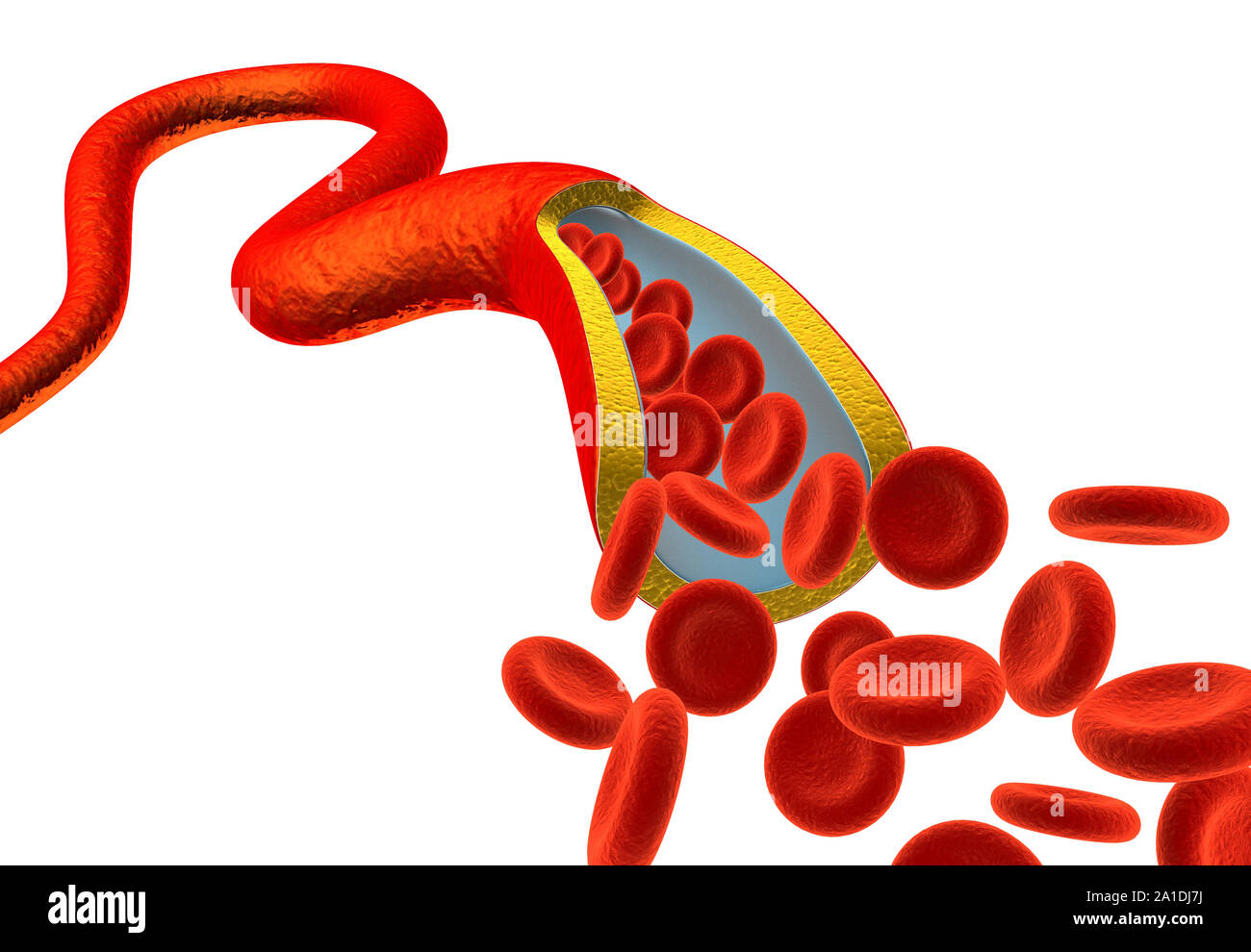 Human vein with blood cells. 3d render Stock Photo - Alamy