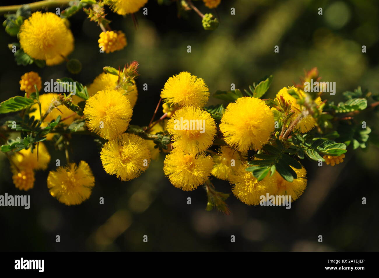 Acacia pulchella, commonly known as Prickly Moses, flowering in ...