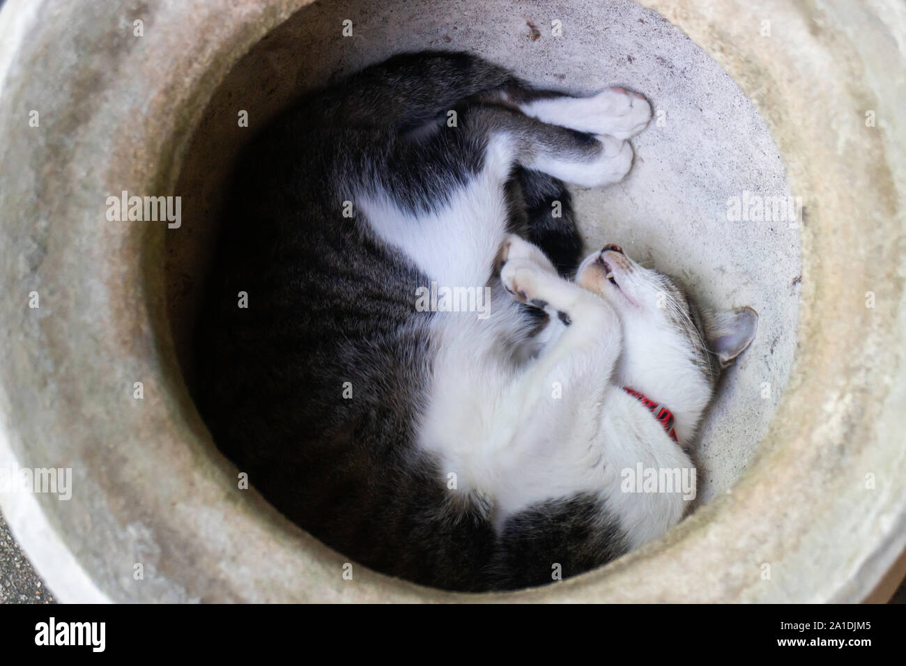 Domestic cute cat fell asleep, stock photo Stock Photo - Alamy