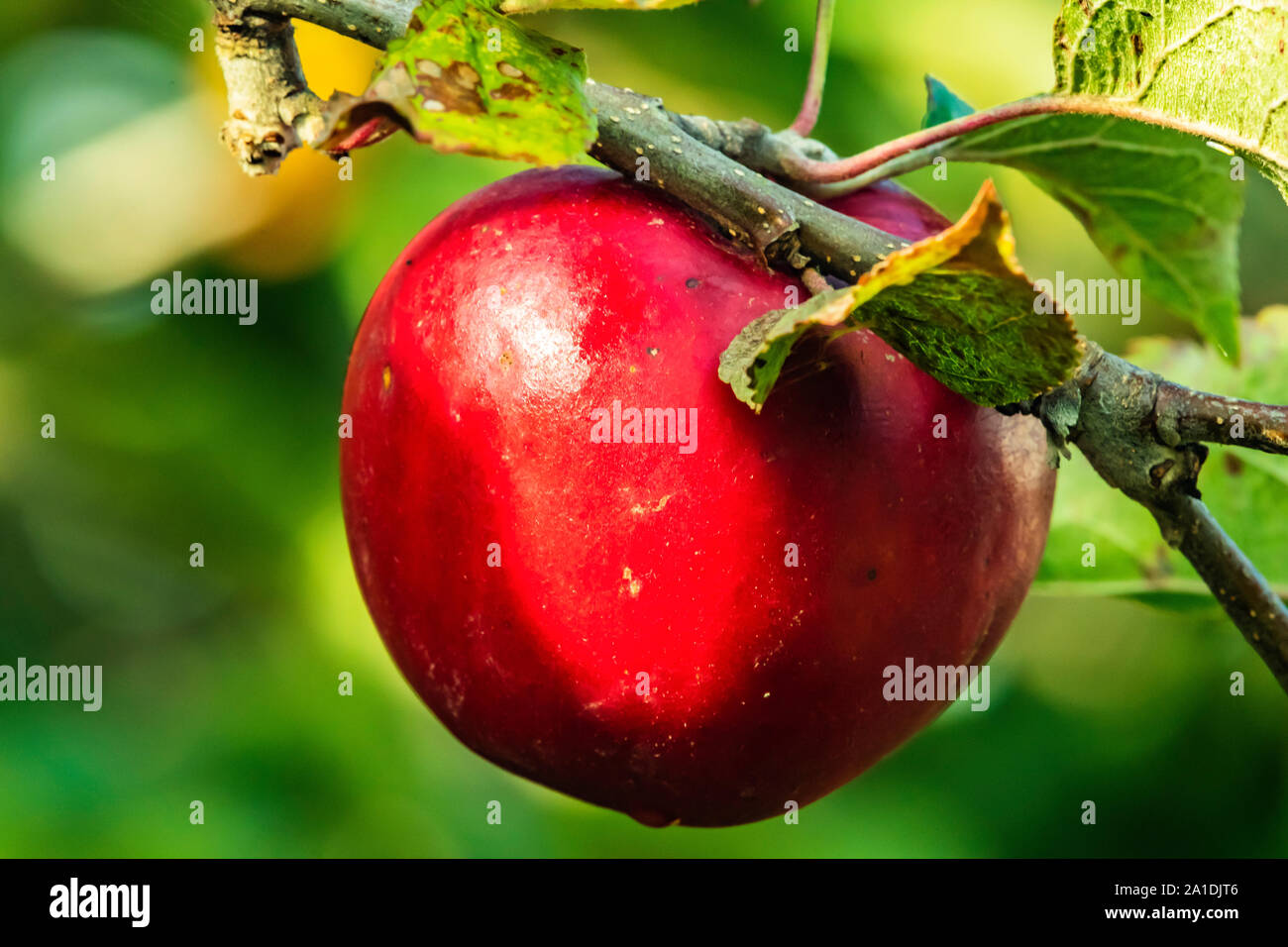 Single ripe red apple on the tree in fall ready to be picked Stock ...