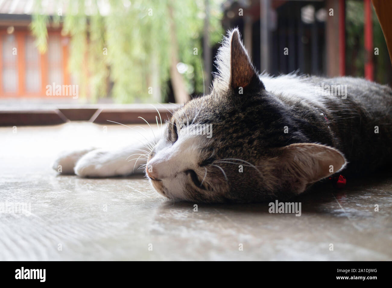 Domestic cute cat fell asleep, stock photo Stock Photo - Alamy